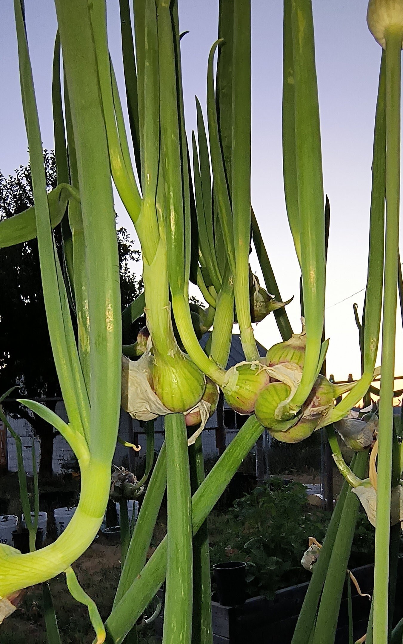 Bulk Rooted Egyptian Walking Onion Bulbils - Etsy