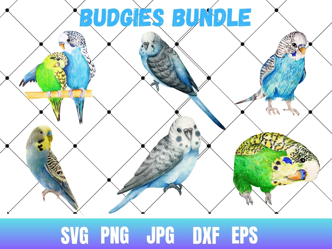 Curious Parakeet Budgie Clipart Instant Digital Download SVG EPS PNG ...