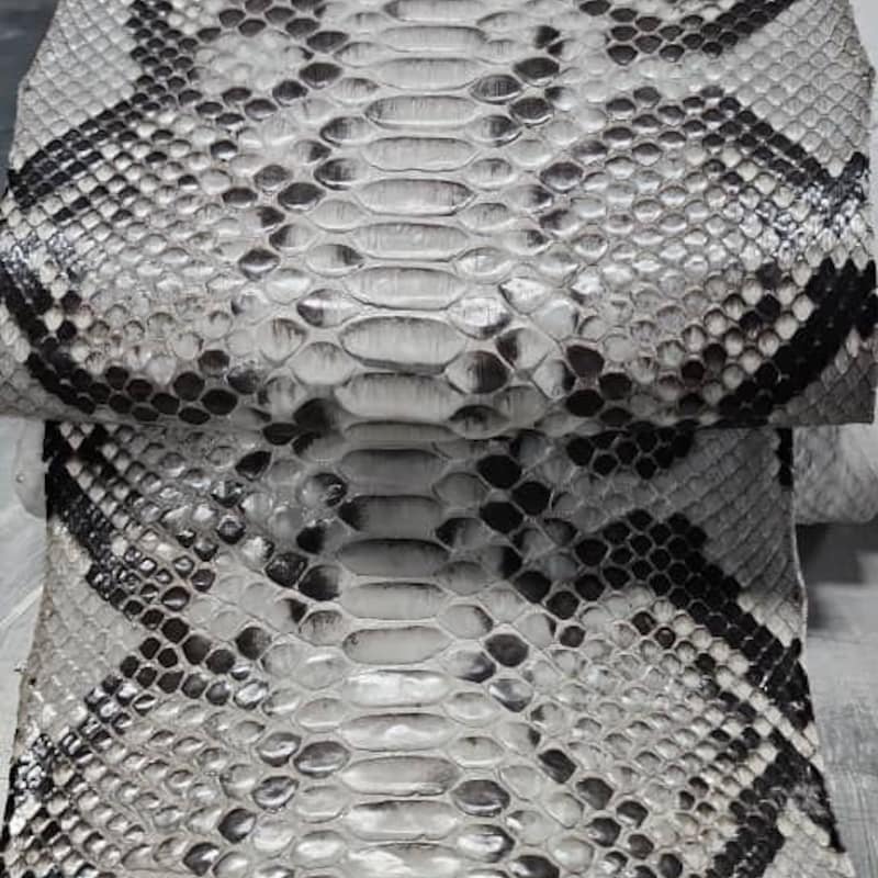 Real Snake Skin - Etsy
