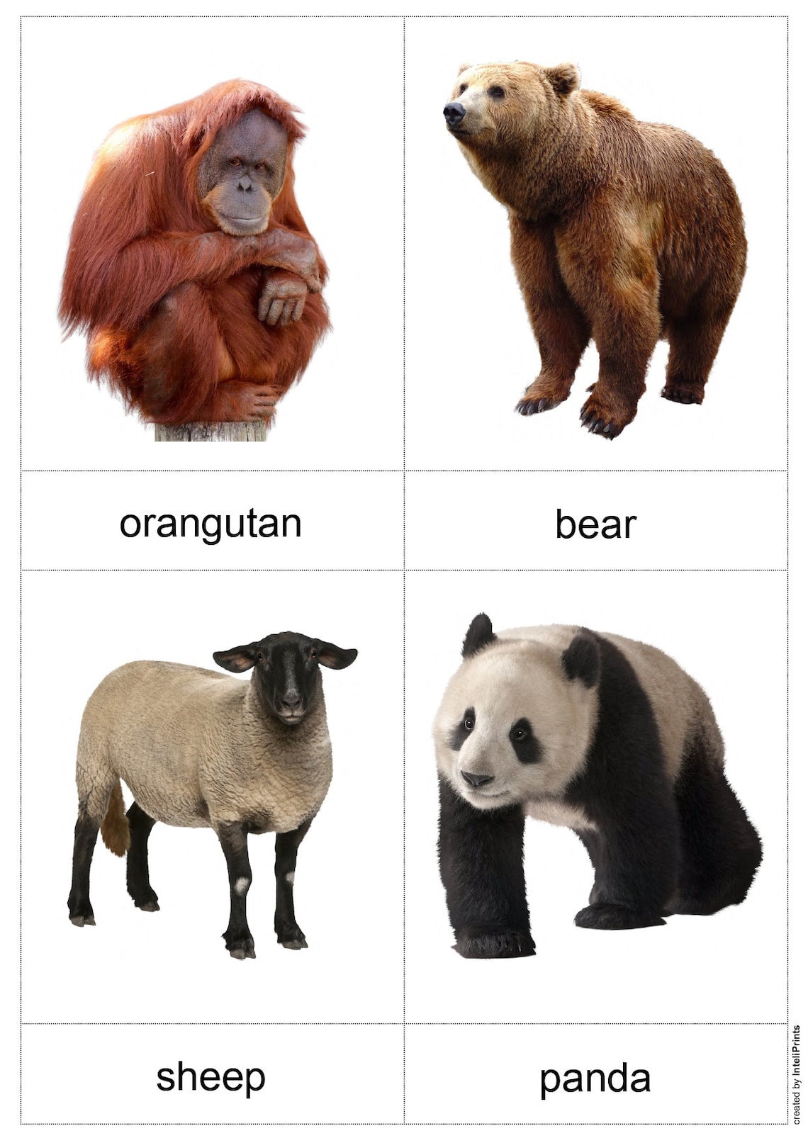 MAMMALS Montessori ENGLISH 24 Easy-to-cut Educational Cards Real Photos ...
