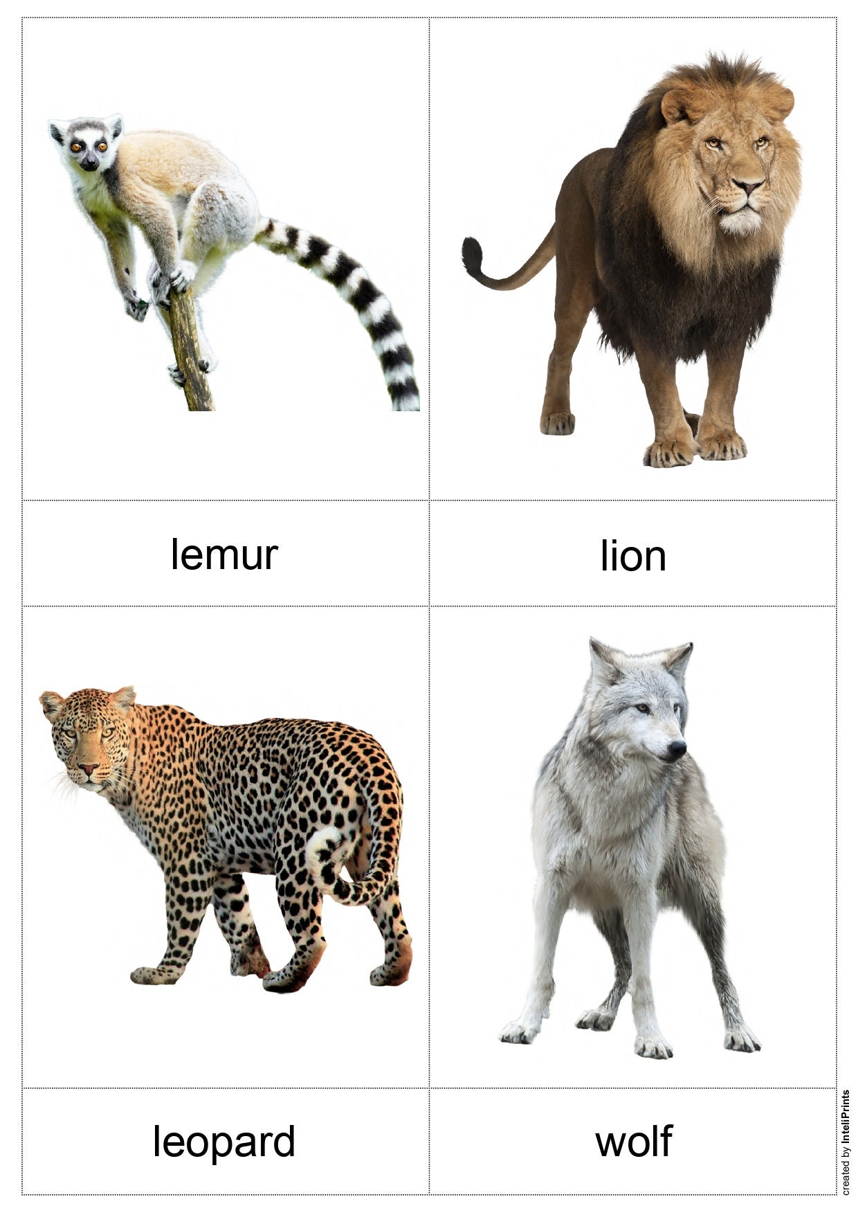 MAMMALS Montessori · ENGLISH · 24 Easy-to-cut Educational Cards · Real ...