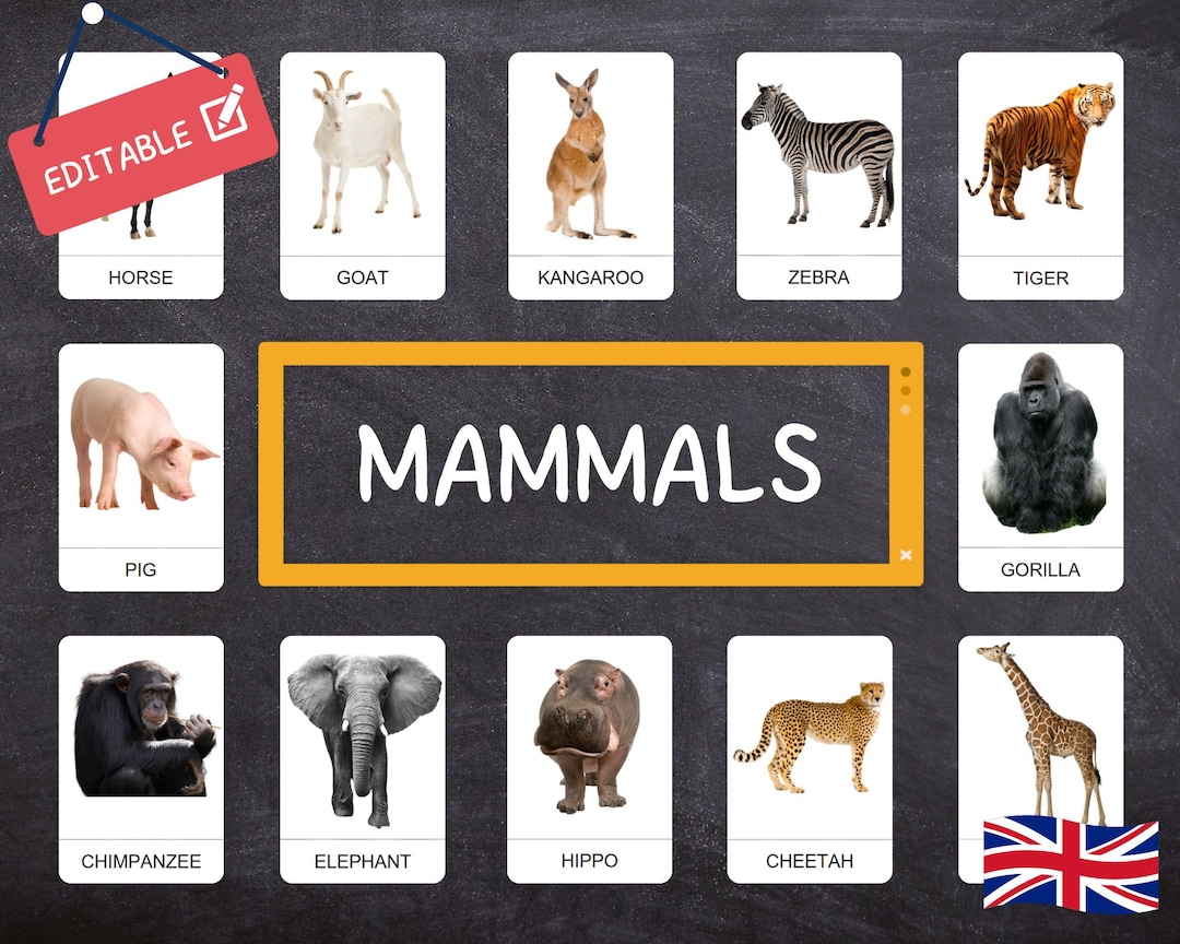 MAMMALS Montessori · ENGLISH · 24 Easy-to-cut Educational Cards · Real ...