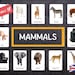 MAMMALS Montessori · ENGLISH · 24 Easy-to-cut Educational Cards · Real ...