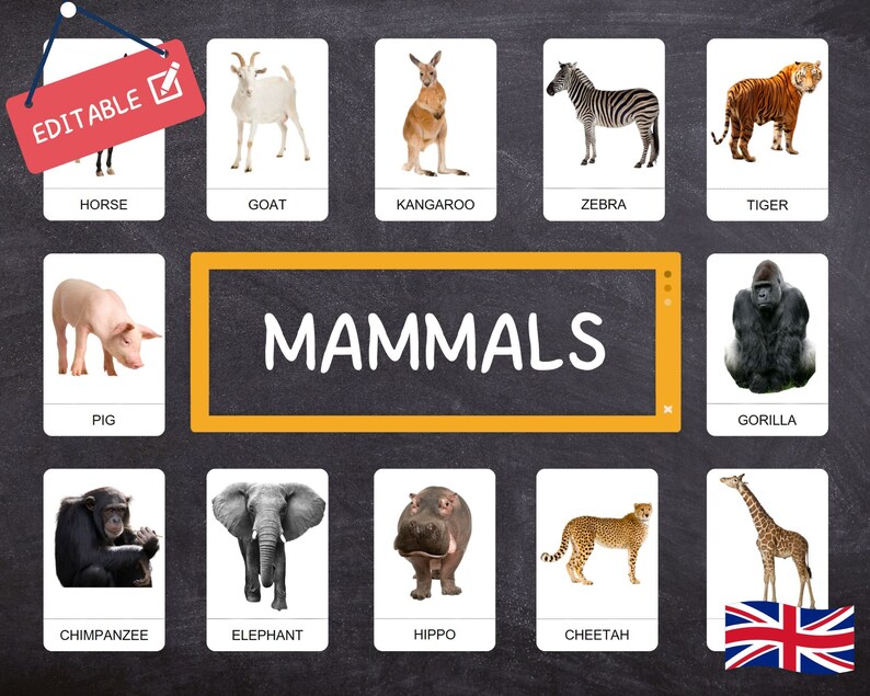 MAMMALS Montessori · ENGLISH · 24 Easy-to-cut Educational Cards · Real ...