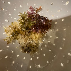 Pure Sea Moss Hand-picked From the North Atlantic Coastline - NOT Pool ...