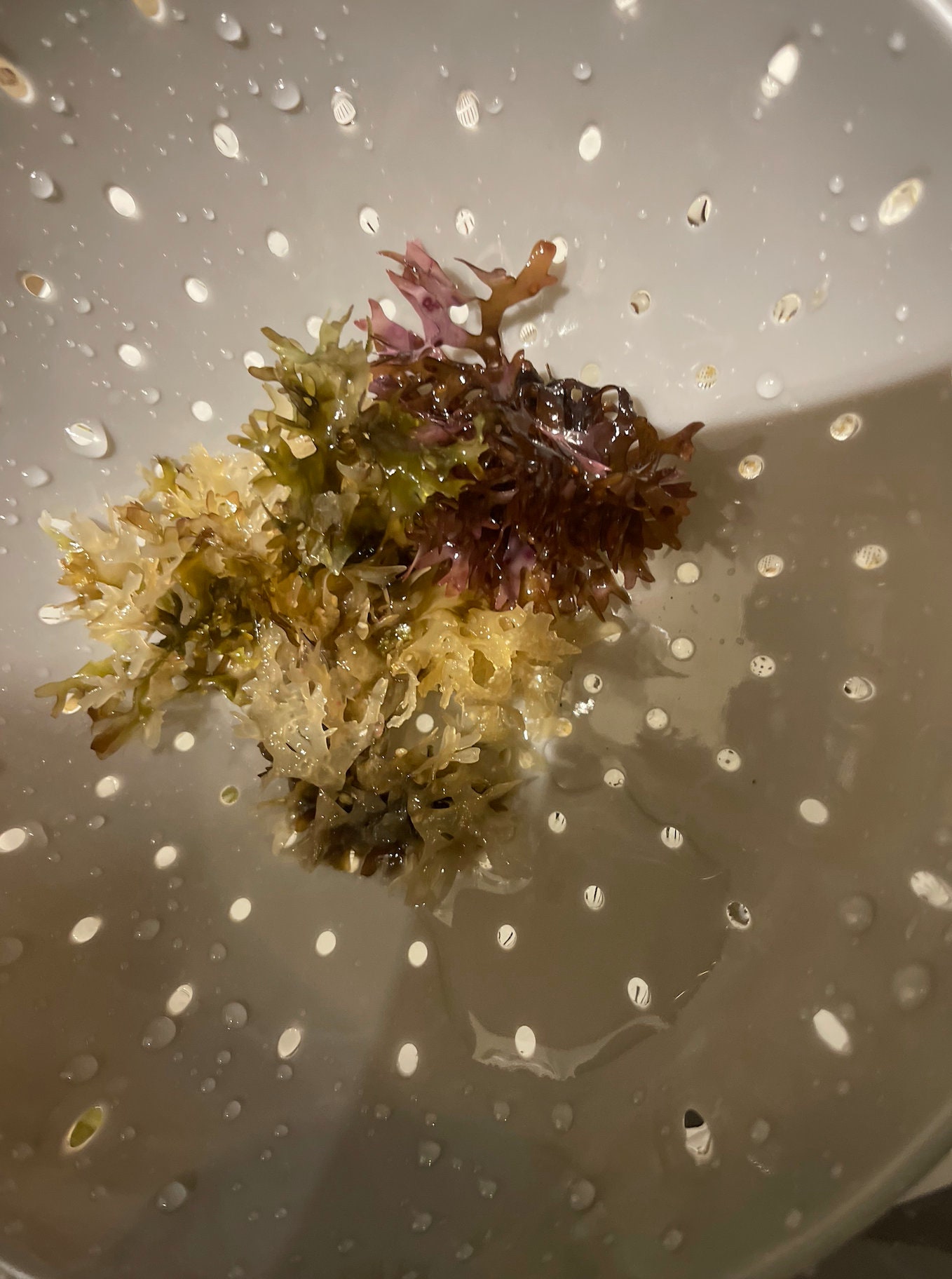 Pure Sea Moss Hand-picked From the North Atlantic Coastline - NOT Pool ...