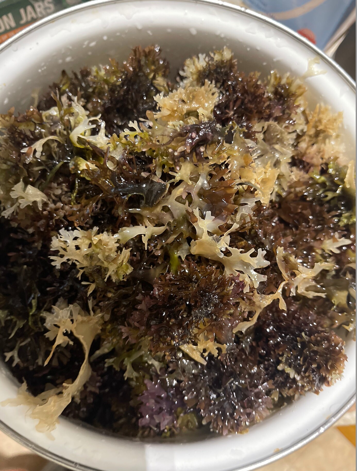 Pure Sea Moss Hand-picked From the North Atlantic Coastline - NOT Pool ...