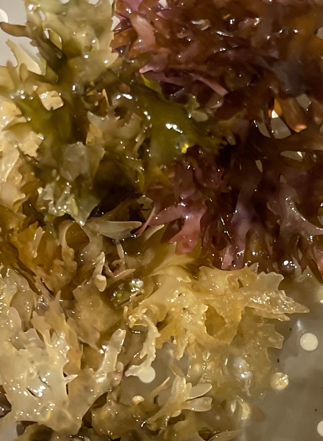 Pure Sea Moss Hand-picked From the North Atlantic Coastline - NOT Pool ...