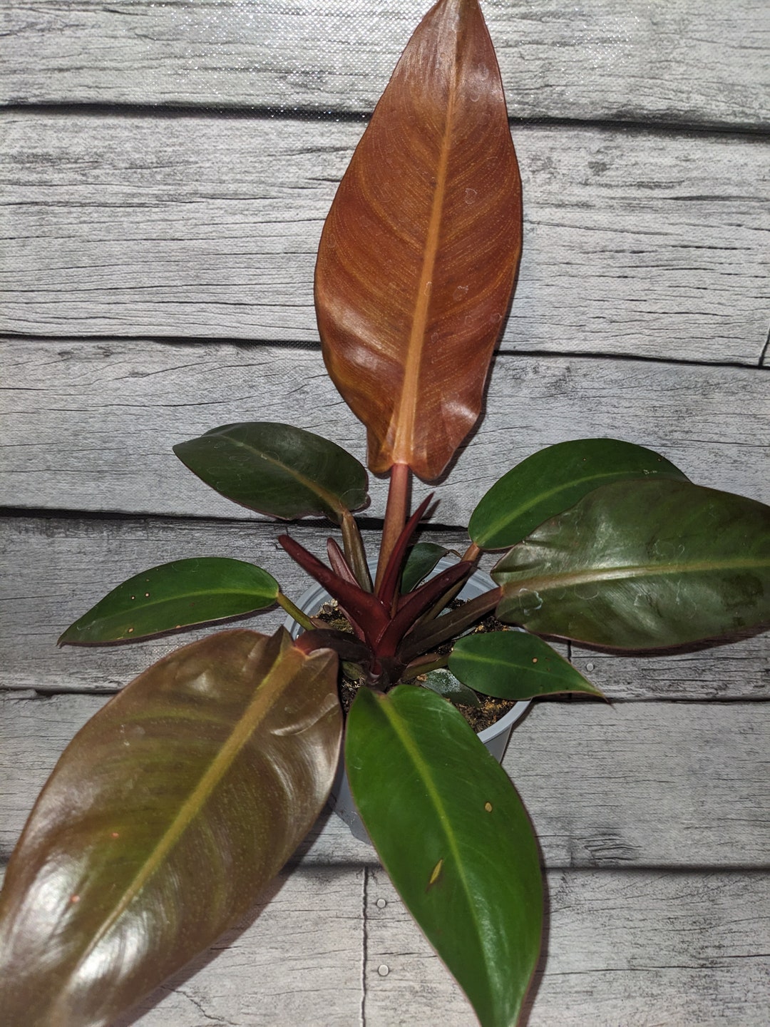 Philodendron Red Sun - Etsy