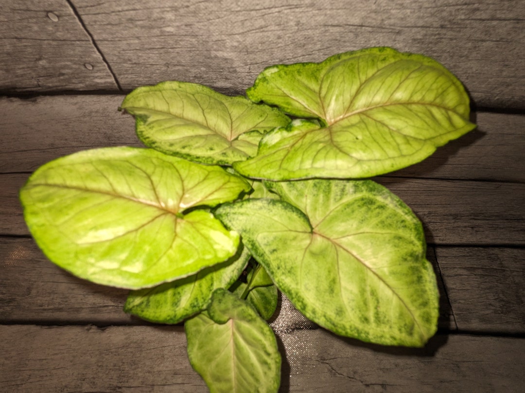 Syngonium Berry Illusion - Etsy