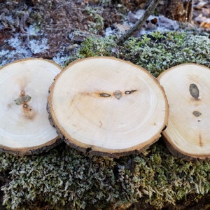 50 VERY LARGE Tree Slices-painter Quality-completely Dried-sanded Blank ...