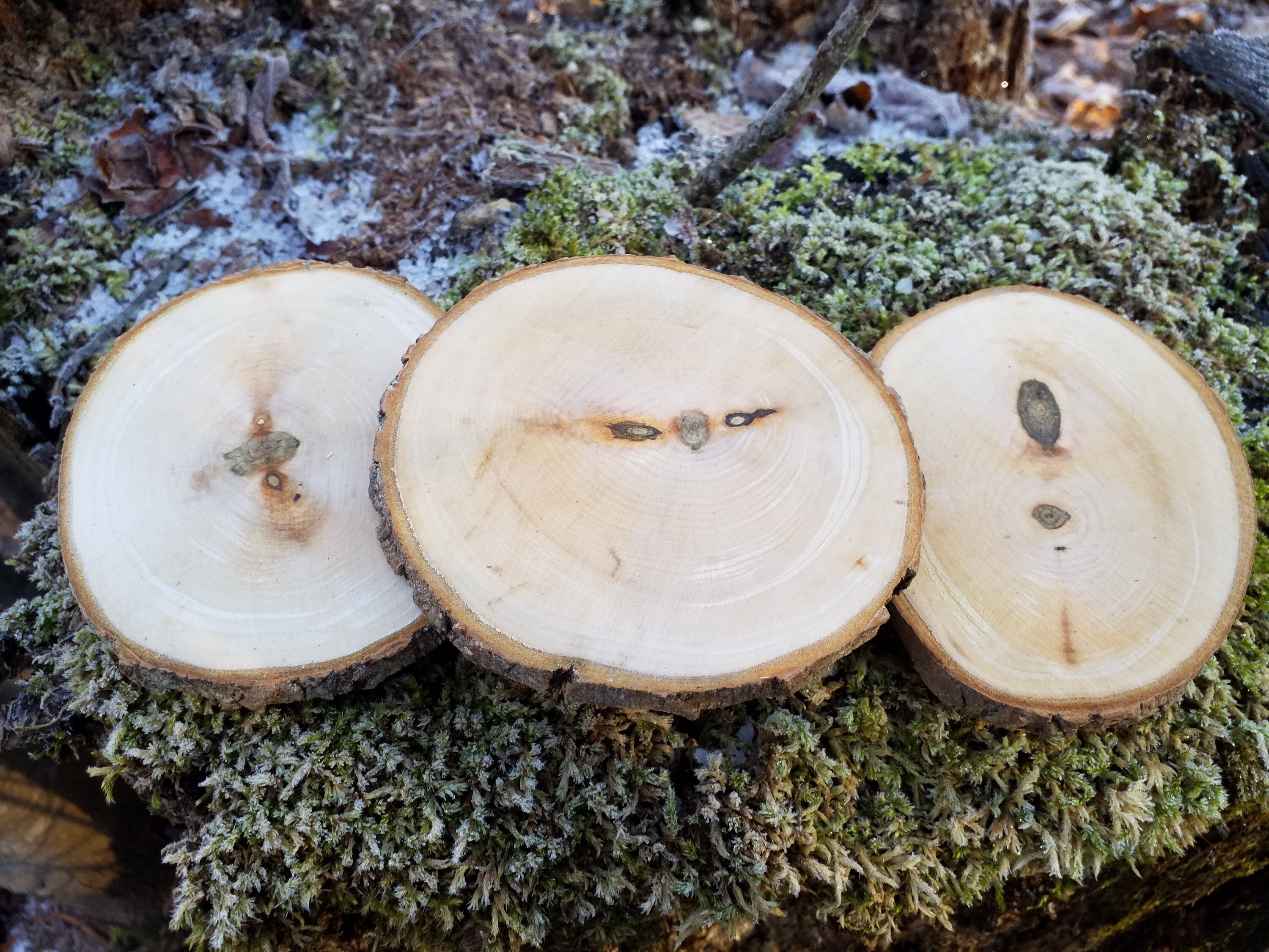 50 VERY LARGE Tree Slices-painter Quality-completely Dried-sanded Blank ...