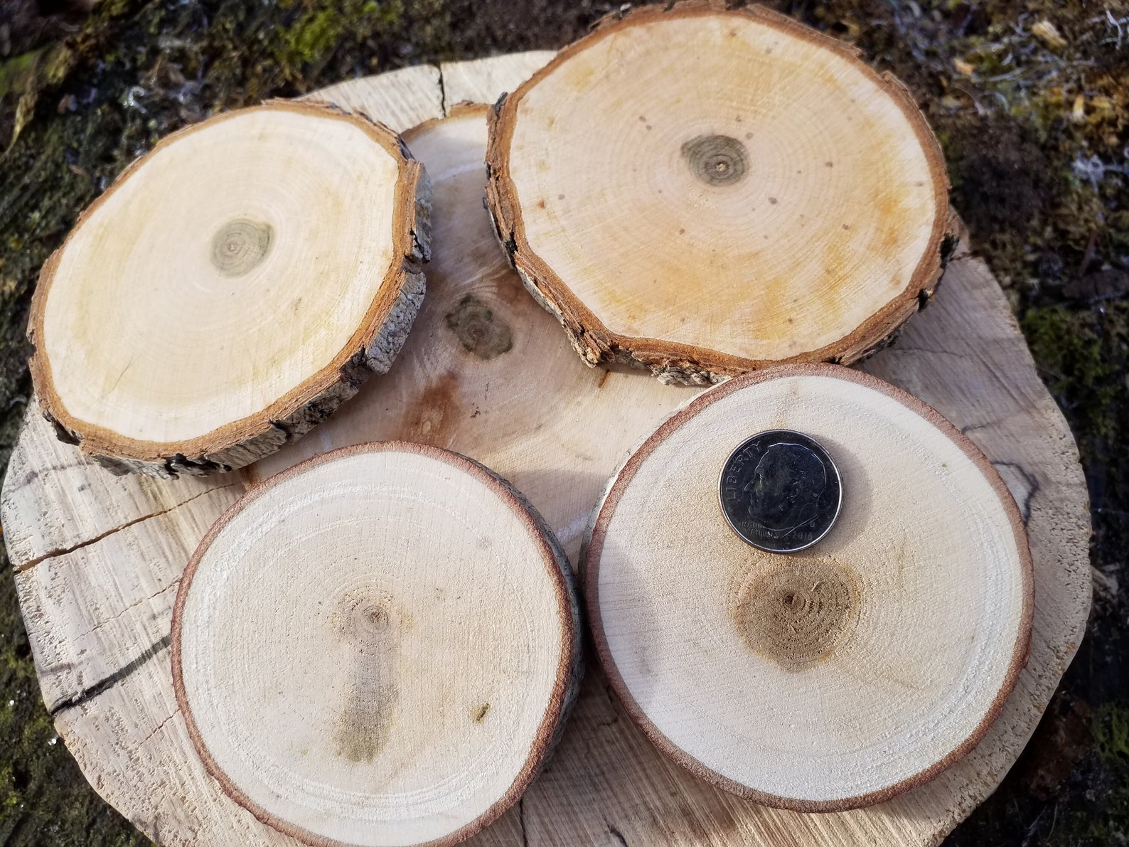 50 VERY LARGE Tree Slices-painter Quality-completely Dried-sanded Blank ...