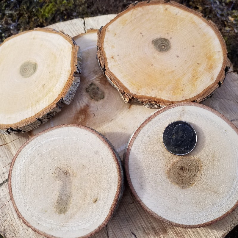 Tree Trunk Slices - Etsy