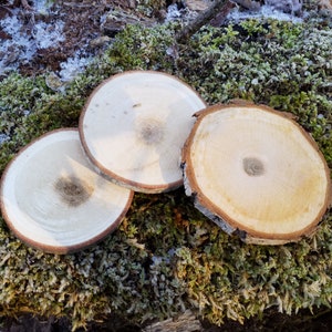 50 VERY LARGE Tree Slices-painter Quality-completely Dried-sanded Blank ...