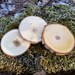 50 VERY LARGE Tree Slices-painter Quality-completely Dried-sanded ...