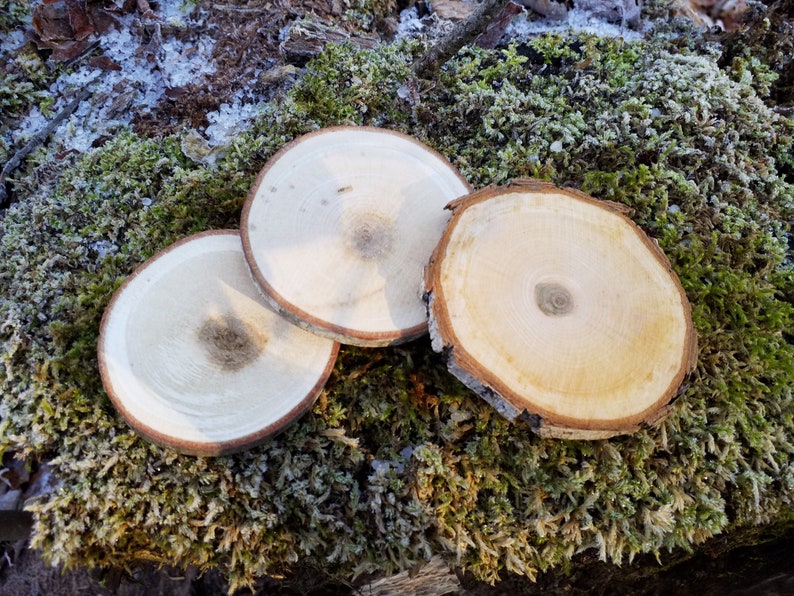 50 VERY LARGE Tree Slices-painter Quality-completely Dried-sanded Blank ...