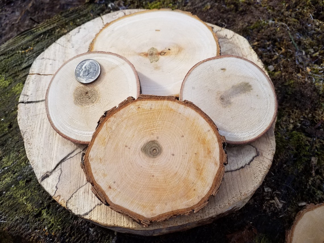 50 VERY LARGE Tree Slices-painter Quality-completely Dried-sanded ...