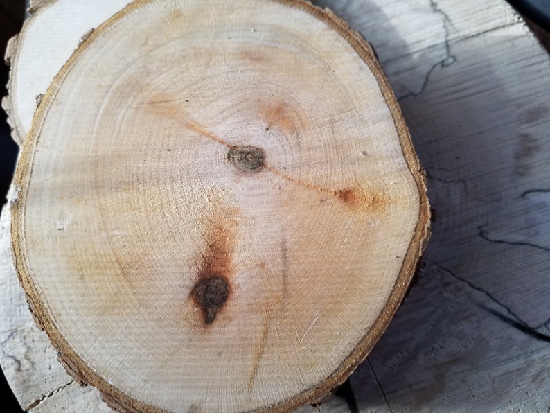 50 VERY LARGE Tree Slices-painter Quality-completely Dried-sanded ...