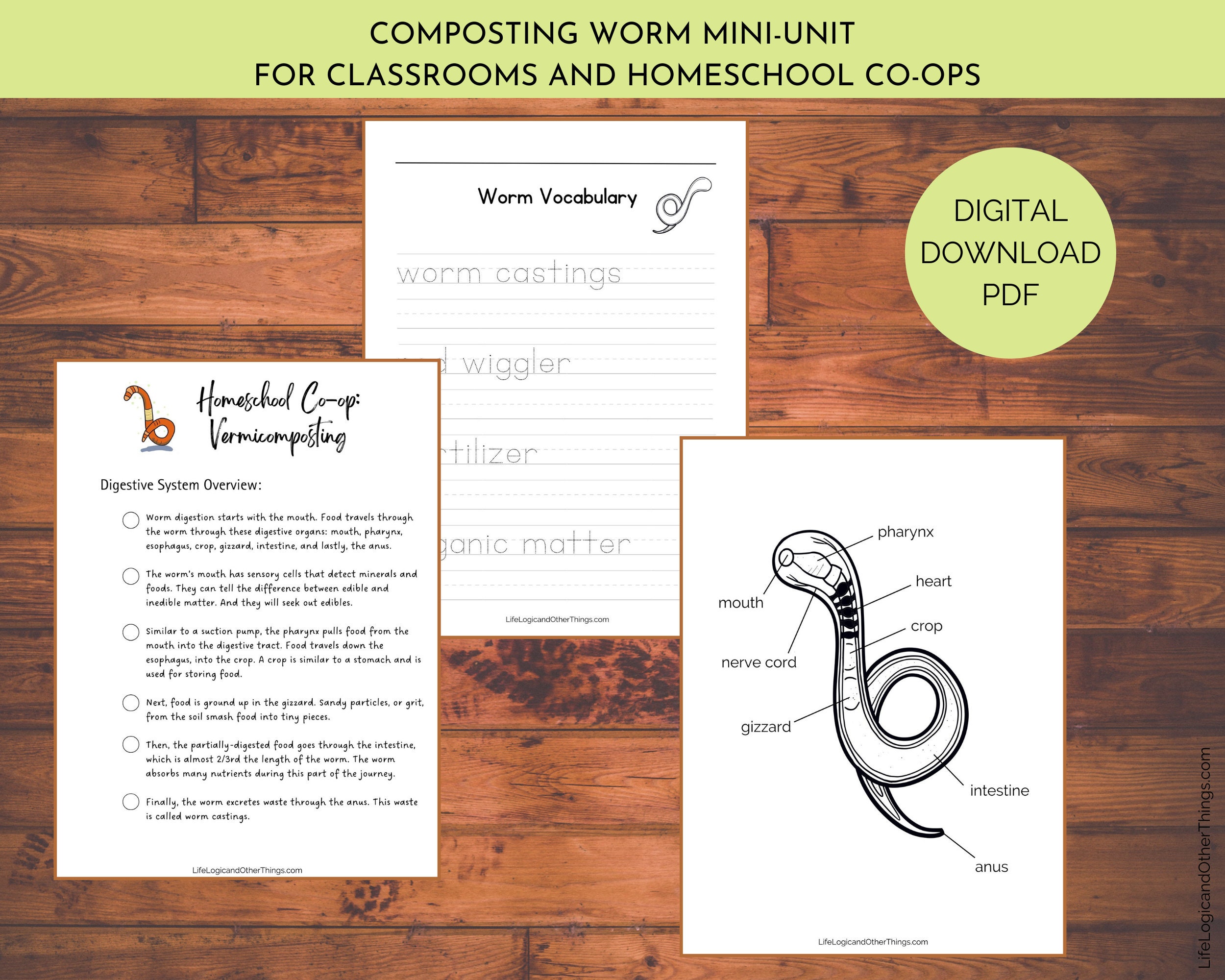 Composting Worm Anatomy Mini Unit Study for Homeschool Co-ops and ...