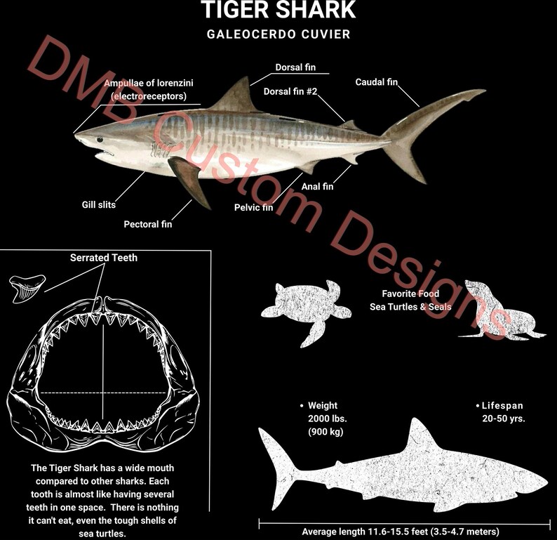 Original Tiger Shark Anatomy Design T-shirt / Shark Shirt / Shark Week ...