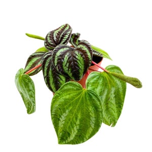 Peperomia Dragon Skin, 4 Inch, Rare Pep, Exotic House Plant - Etsy