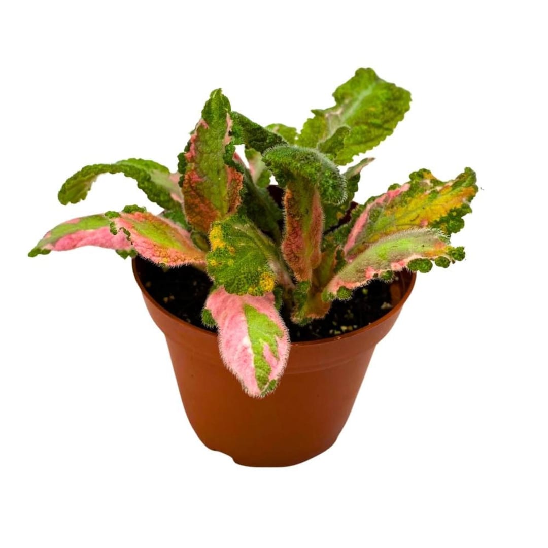 Episcia Picasso Rare Variegated Flame Violet Flowering Gesneriad - Etsy