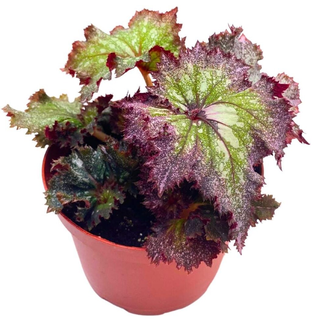 Harmony's Pink Radiance Begonia Rex Curled Purple and Green With White ...