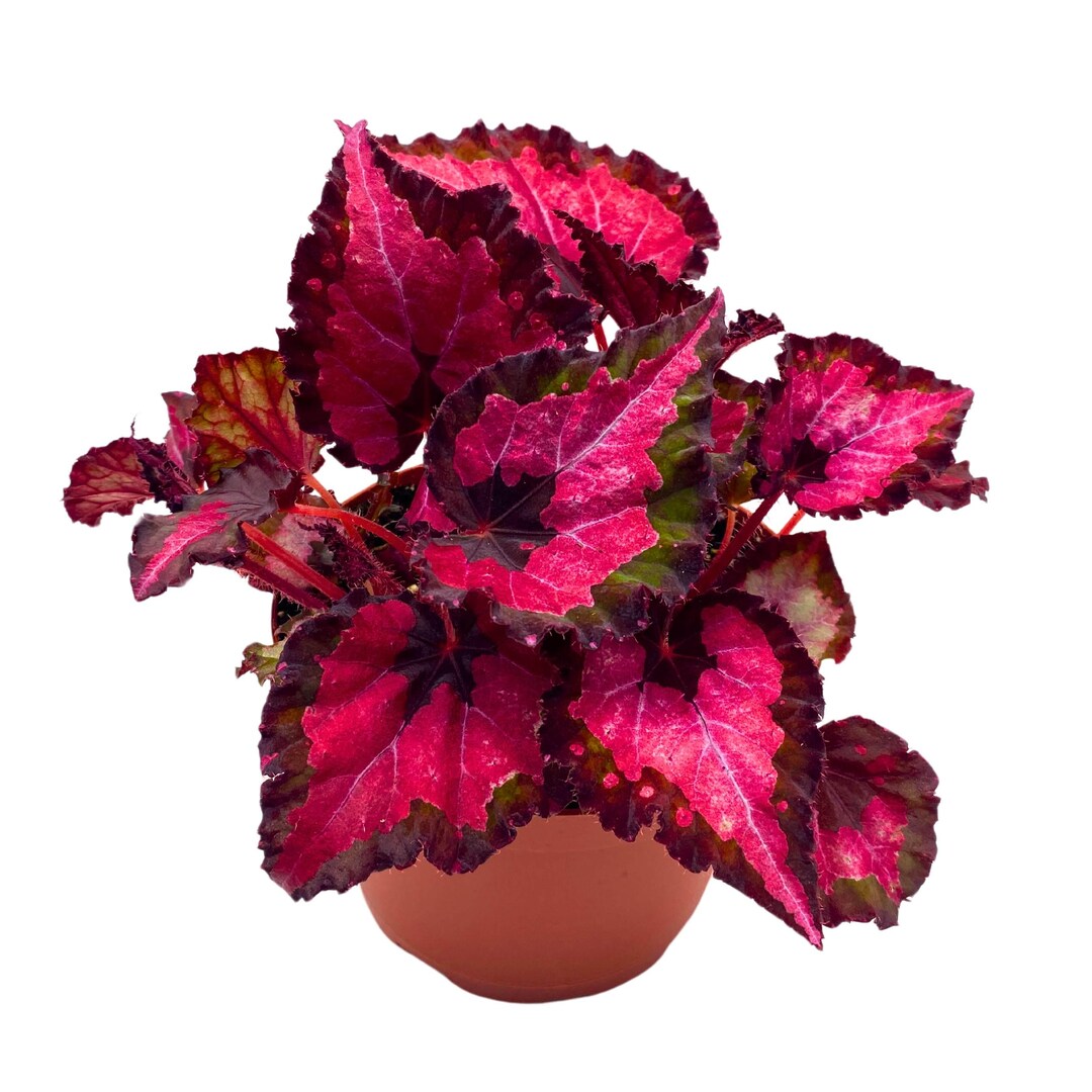 Begonia Rex Harmony's Red Velvet 4 Inch - Etsy