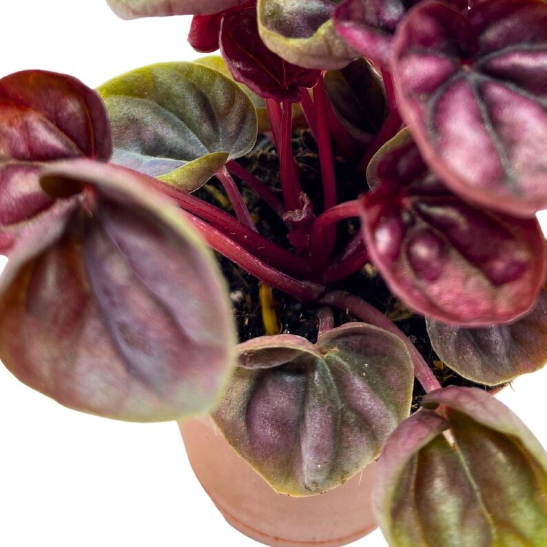 Peperomia Schumi Red, 2 Inch, Red Ripple Pep Caperata - Etsy