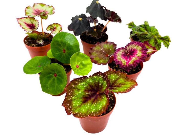 Harmonys Baby Dragon Heart Begonia Starter Plant ALL STARTER PLANTS ...