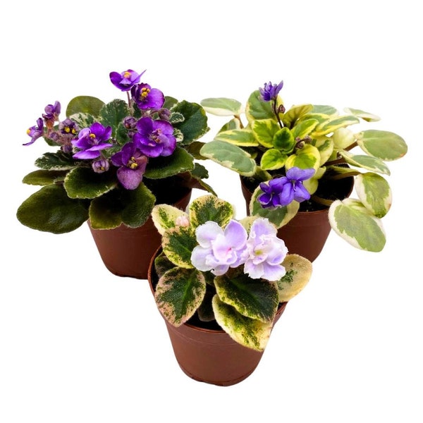 Variegated African Violet - Etsy