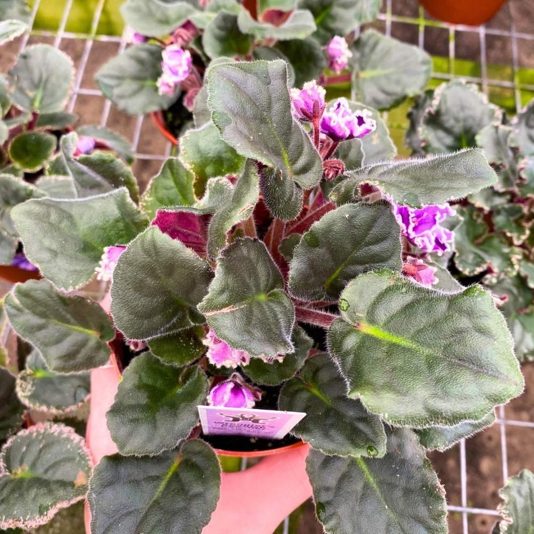 Wrangler's Spanish Dancer African Violet, 4 Inch, Gesneriad Purple ...