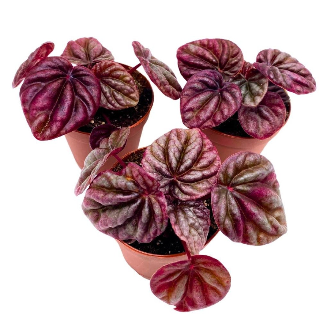 Peperomia Luna Red, 2 Inch Set of 3, Red Emerald Ripple Pep Caperata - Etsy