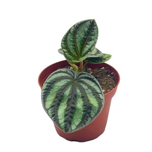 Peperomia Dragon Skin, 4 Inch, Rare Pep, Exotic House Plant - Etsy