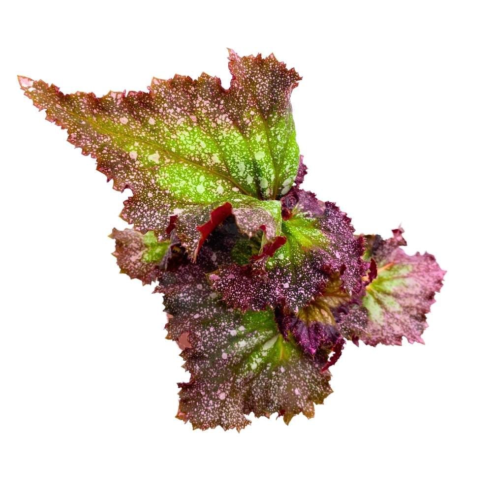 Harmony's Pink Radiance Begonia Rex Curled Purple and Green With White ...