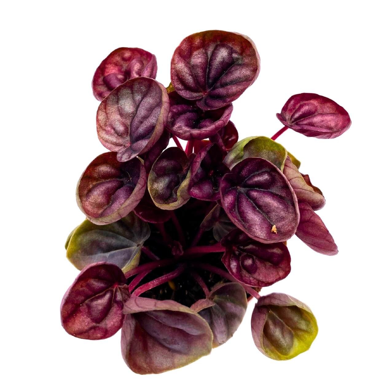 Peperomia Schumi Red, 2 Inch, Red Ripple Pep Caperata - Etsy