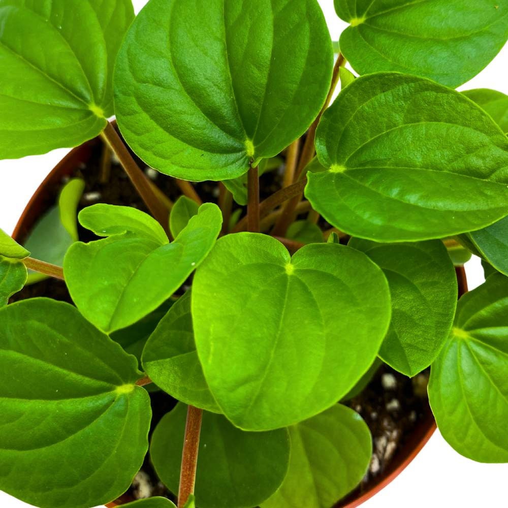 Peperomia Rana Verde, 4 Inch Green Albovittata - Etsy