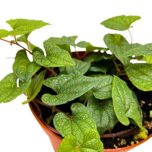 Piper Silver Flecks, 4 Inch, Miniature Leaf Rare Piper Silver Flek ...