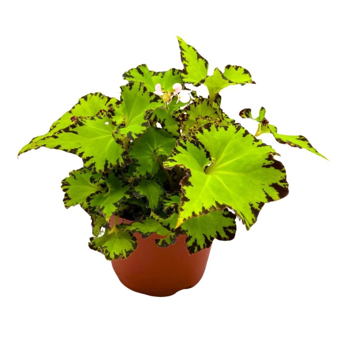 Begonia Jive Rhizomatous Rhizo in a 6 Inch Lime Green - Etsy
