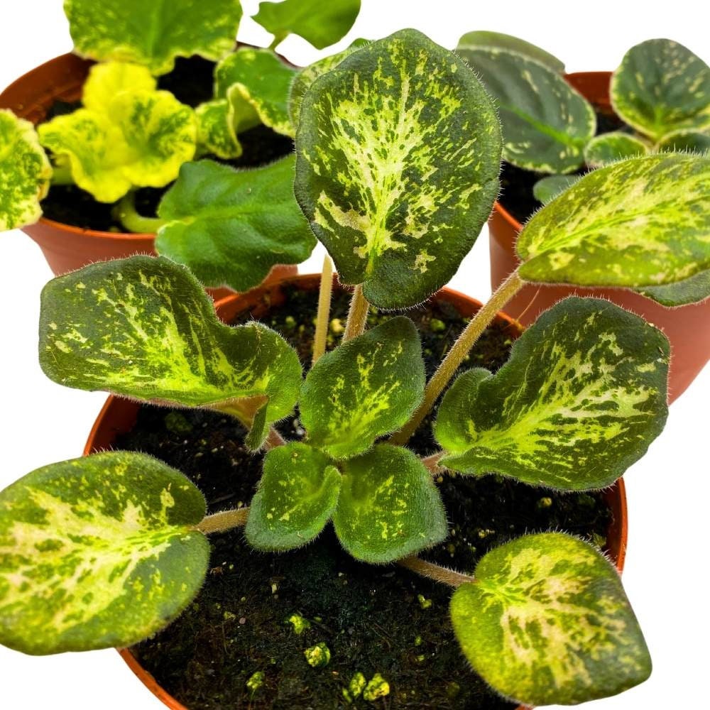 Harmony's Variegated African Violet Assortment, 4 Inch Set of 3, Rare ...