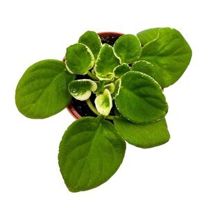 LE Beryl Frost Variegated African Violet, 4 Inch White Flower ...