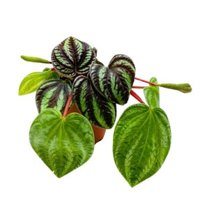 Peperomia Dragon Skin, 4 Inch, Rare Pep, Exotic House Plant - Etsy