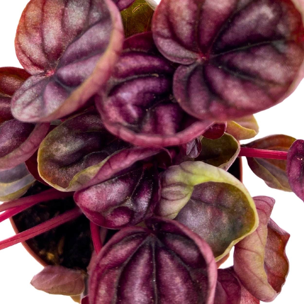 Peperomia Schumi Red, 2 Inch, Red Ripple Pep Caperata - Etsy