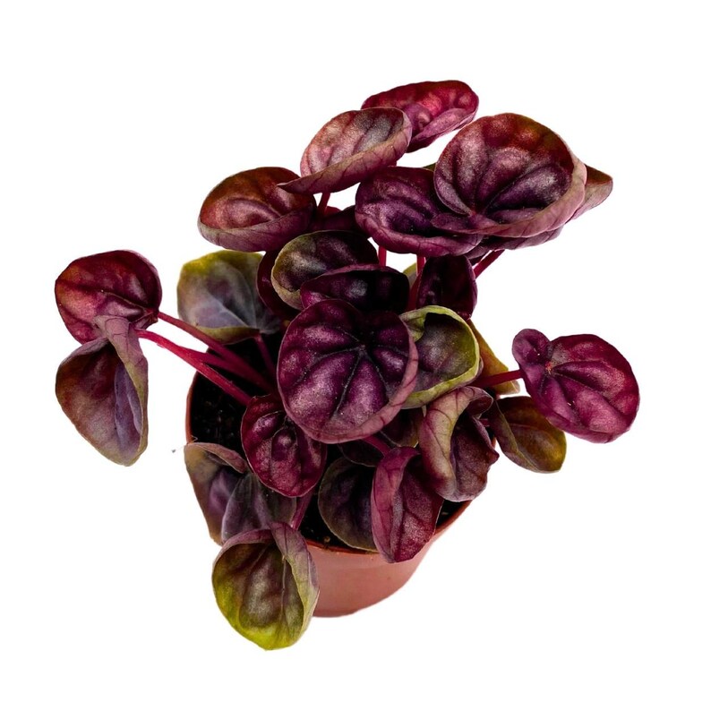 Peperomia Schumi Red, 2 Inch, Red Ripple Pep Caperata - Etsy