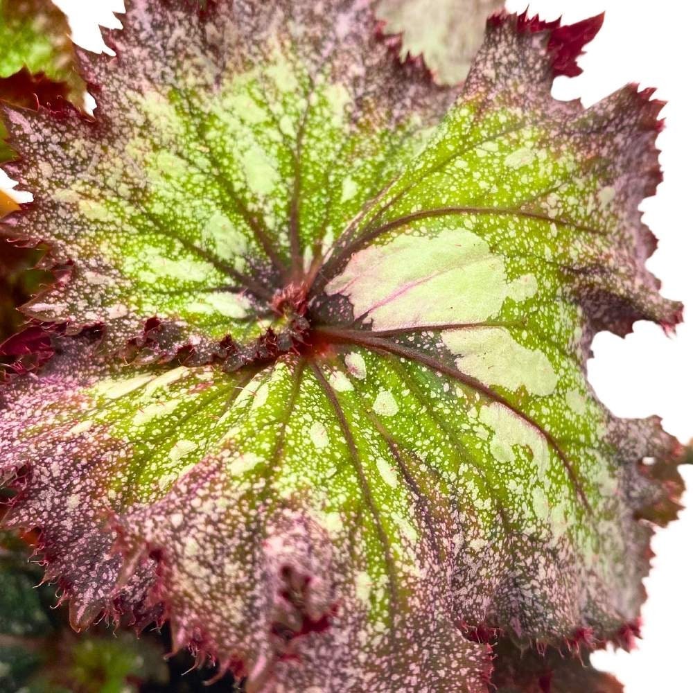 Harmony's Pink Radiance Begonia Rex Curled Purple and Green With White ...