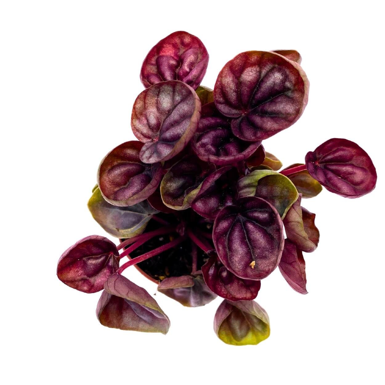 Peperomia Schumi Red, 2 Inch, Red Ripple Pep Caperata - Etsy