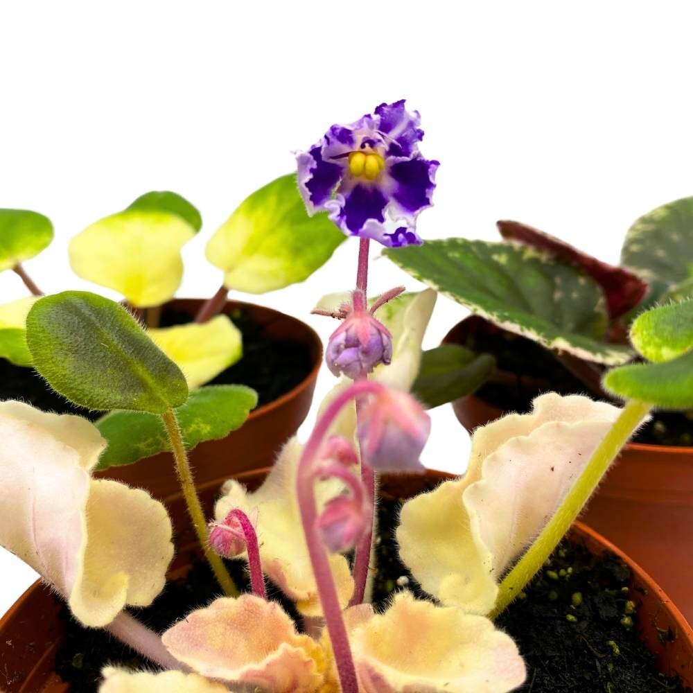 Harmony's Variegated African Violet Assortment, 4 Inch Set of 3, Rare ...