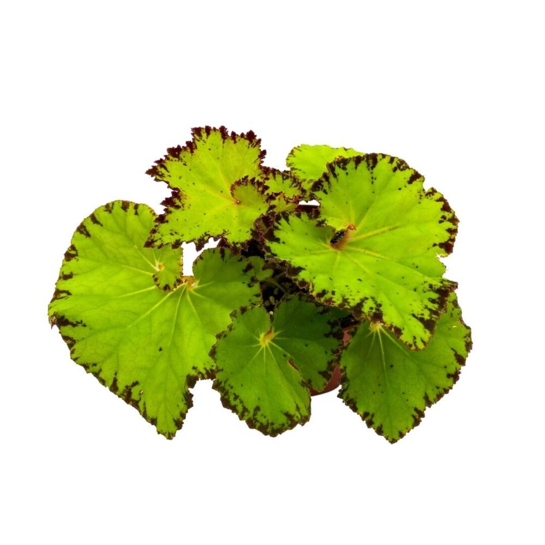 Begonia River Nile 4 Inch Rhizomatous Lime Green - Etsy