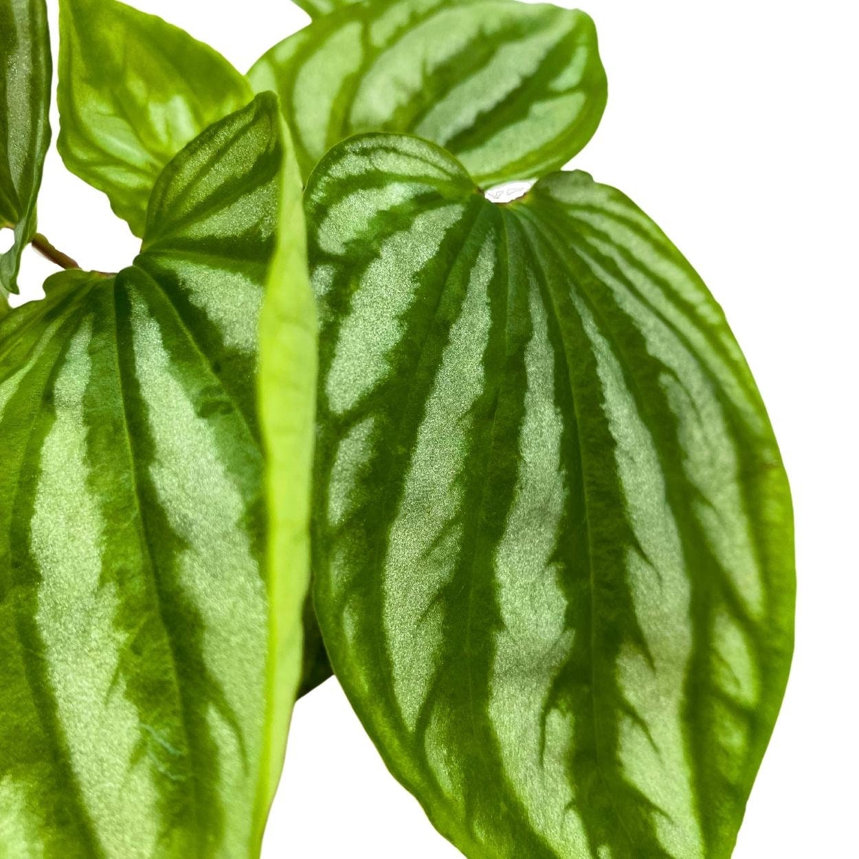 Filipino Watermelon Peperomia 4 Inch Special Rare Watermelon - Etsy